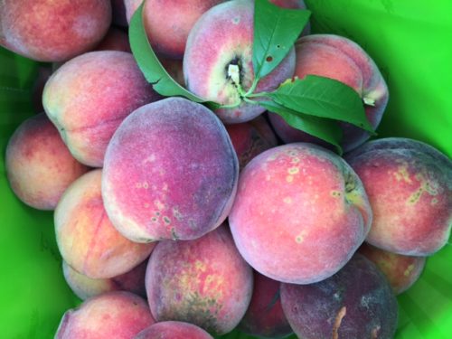 Peach Season - Celebrating the Beauty of Life, Past & Present