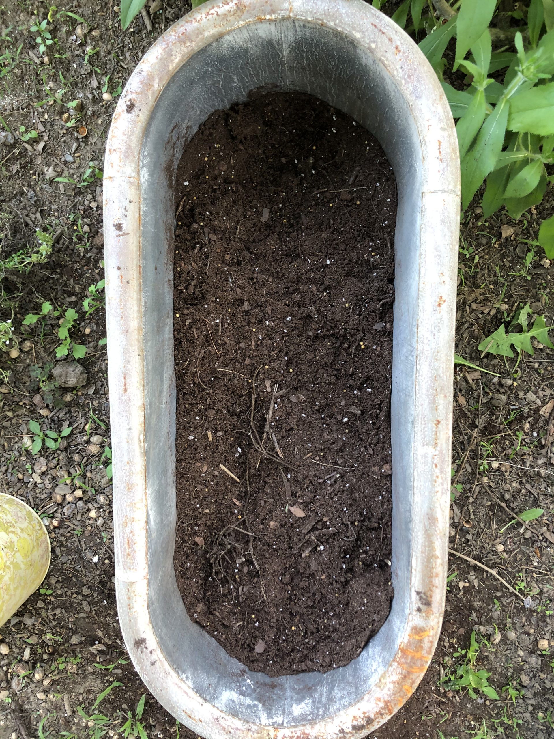 Container Gardening Tips and Tricks - Celebrating the Beauty of Life ...
